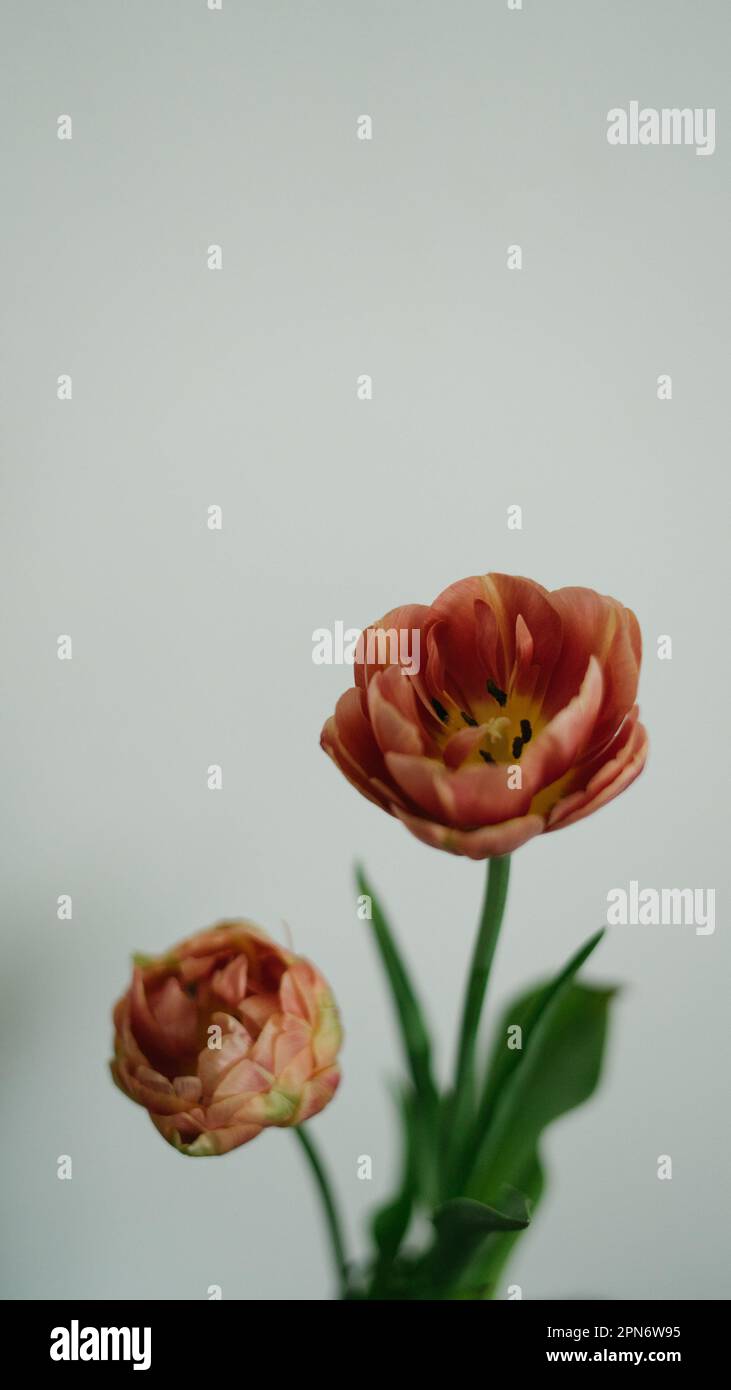 Tulips view from above against white wall Stock Photo - Alamy