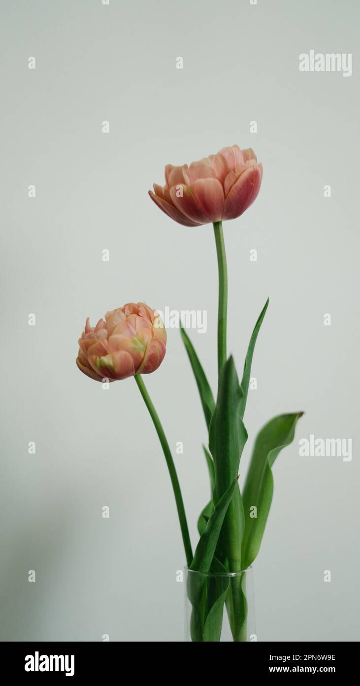 Tulips in a vase side profile Stock Photo - Alamy
