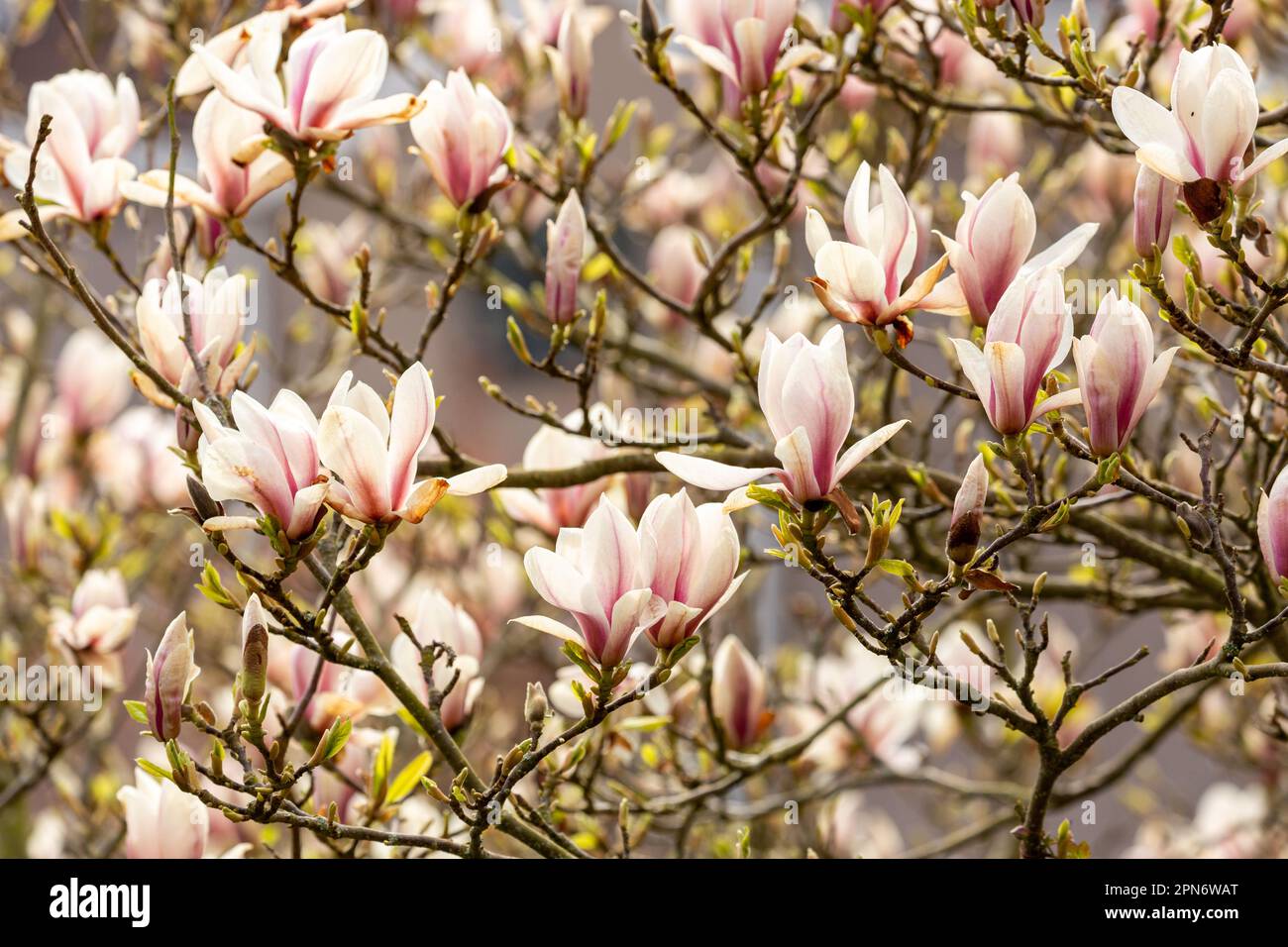 Beautiful magnolia hi-res stock photography and images - Alamy