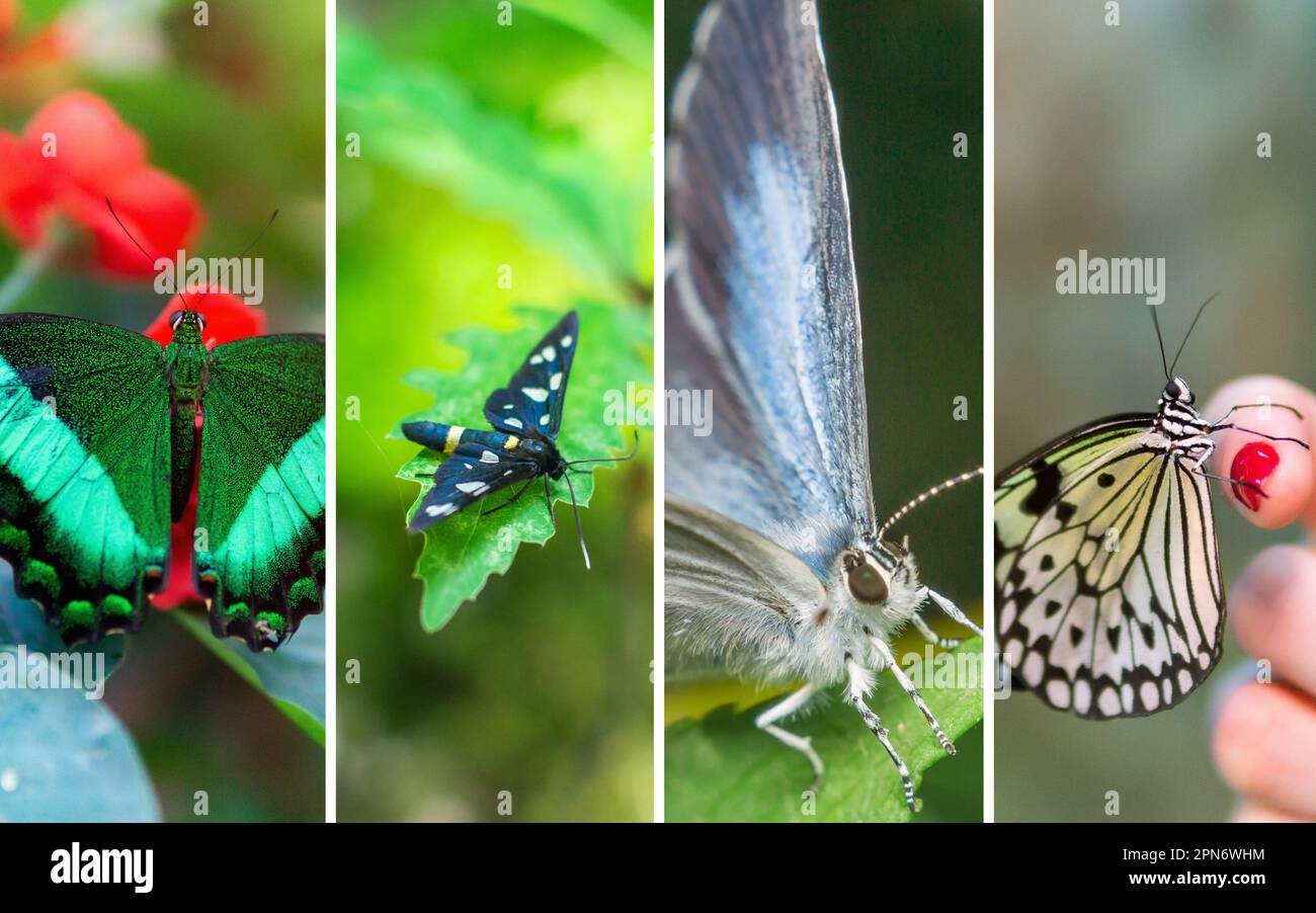 Diverse collection of butterflies hi-res stock photography and images ...