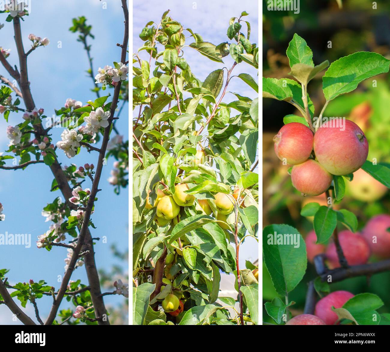 Apple harvest collage and freshly picked apple, orchard. Square format ...