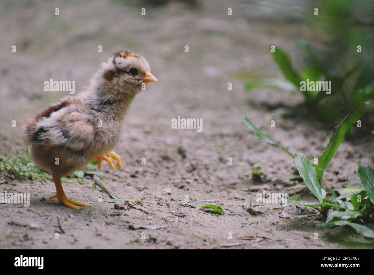 Adorable baby chicken Stock Photo - Alamy