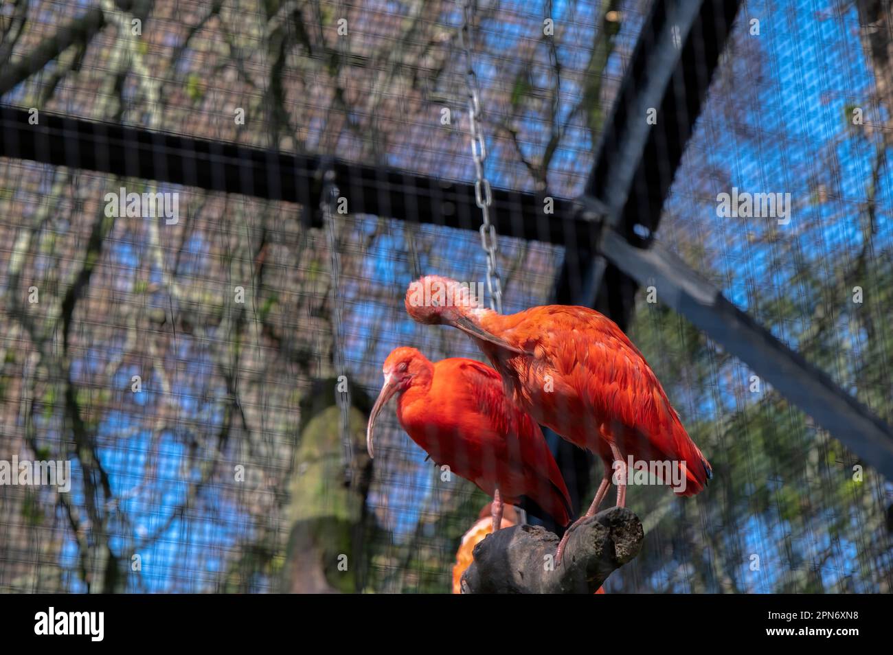 Two Scarlet Ibis In A Cage At The Artis Zoo At Amsterdam The ...
