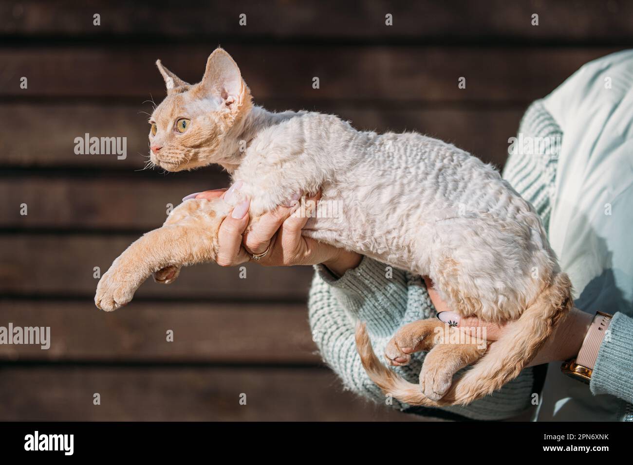Obedient Devon Rex Cat With White Orange Fur Color Sit On Hands ...
