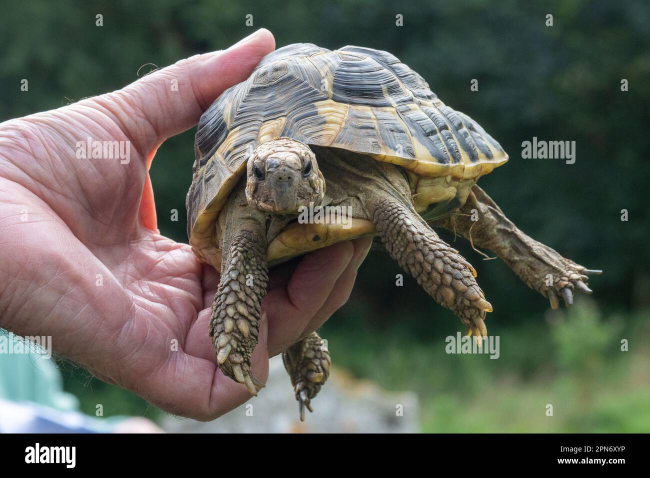 At a pet's church service in Brundish Suffolk a small Macedonian ...