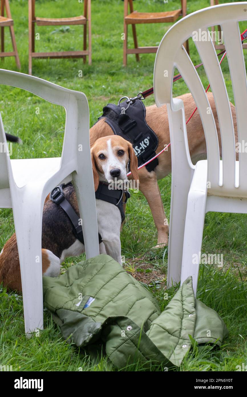 Two short haired dogs attending a pet's service at St Lawrence church ...