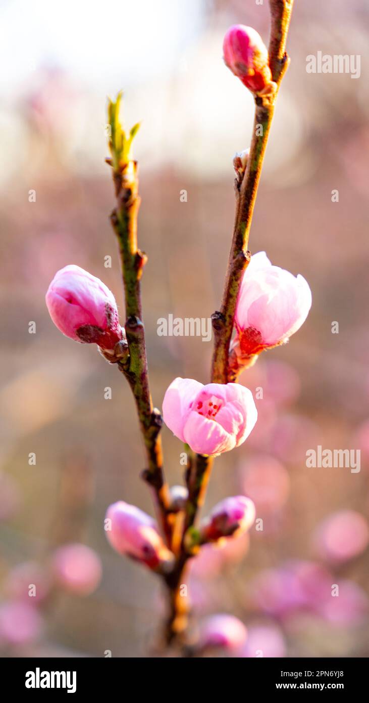 Spring peach tree with pink flowers Stock Photo - Alamy