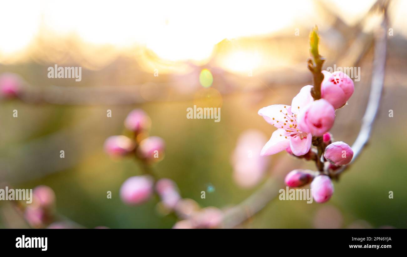 Spring peach tree hi-res stock photography and images - Alamy