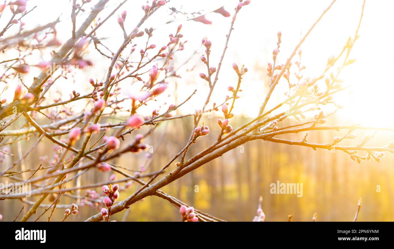 Spring peach tree with pink flowers Stock Photo - Alamy