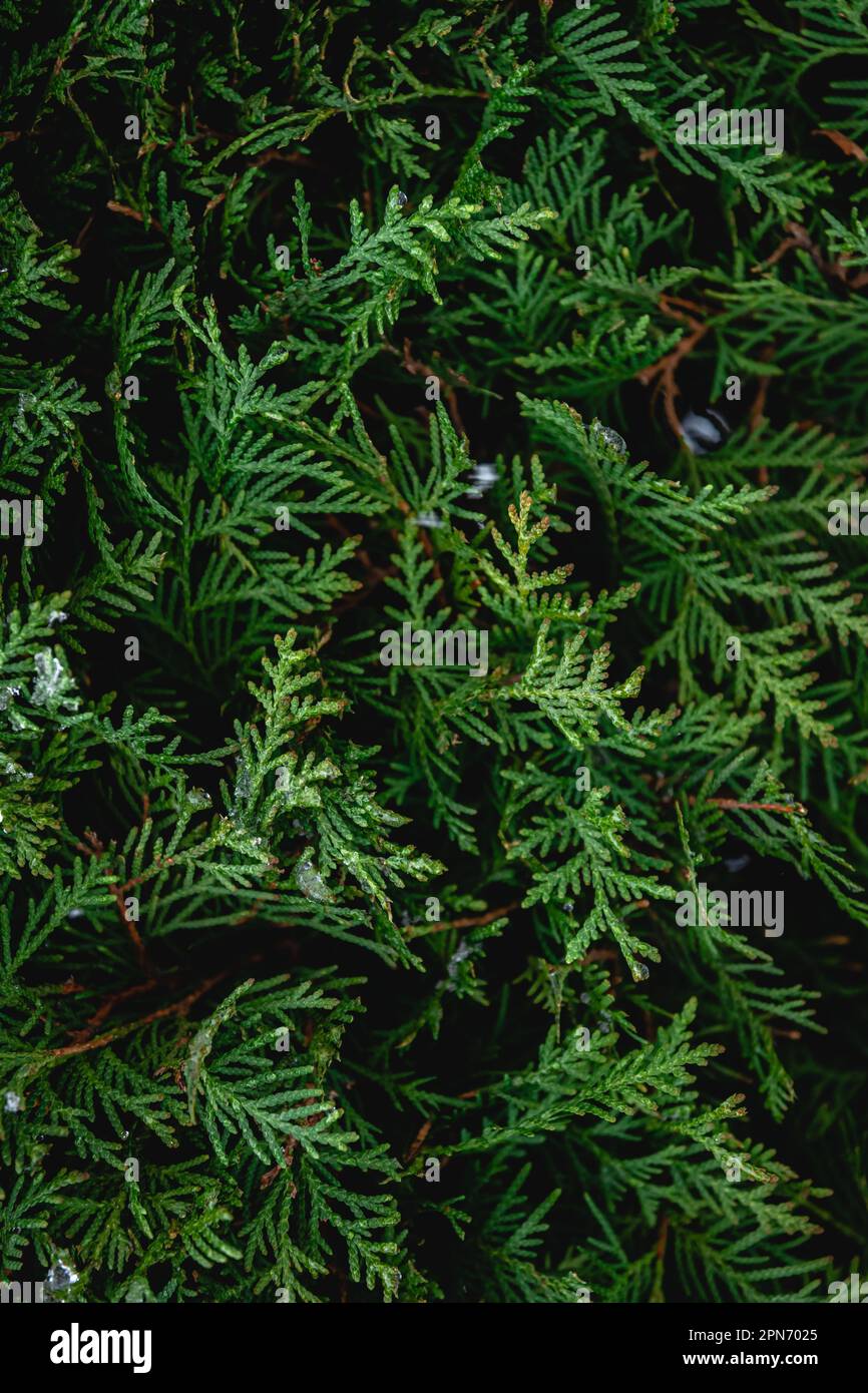 Green coniferous bush , thuja hedge texture close up Stock Photo - Alamy