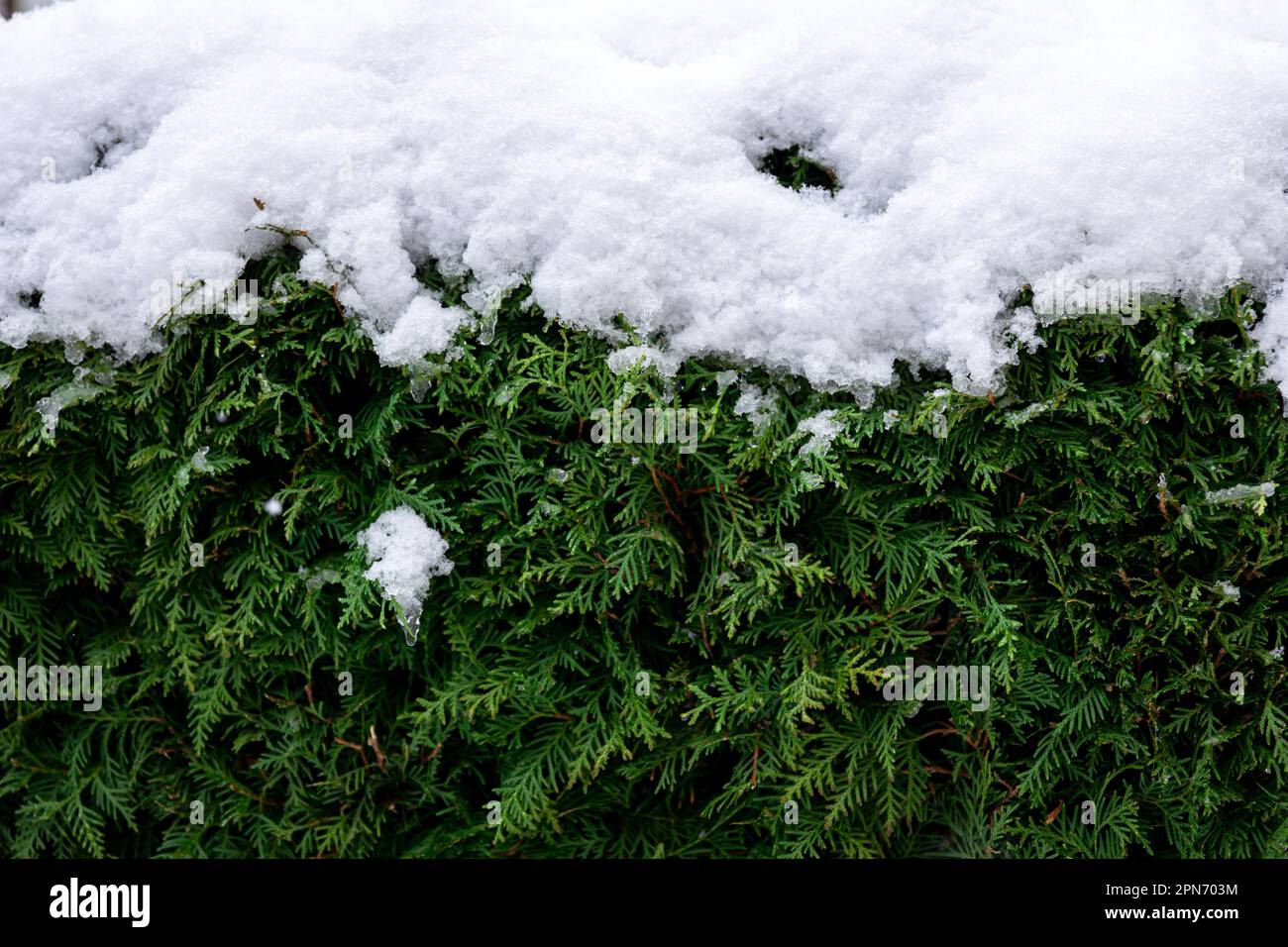 Green coniferous bush in snow, thuja hedge texture in winter Stock ...