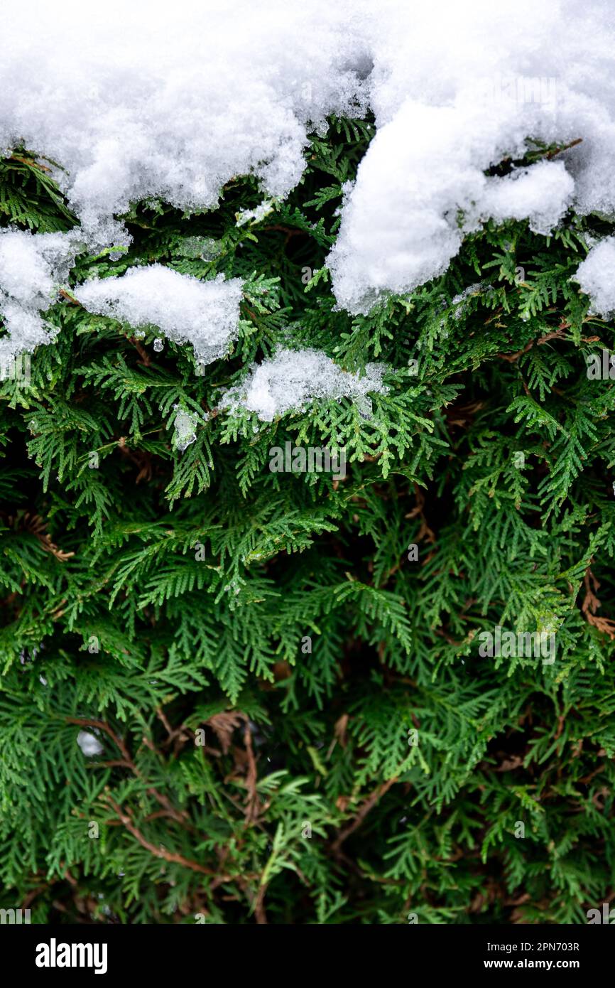 Green coniferous bush in snow, thuja hedge texture in winter Stock ...