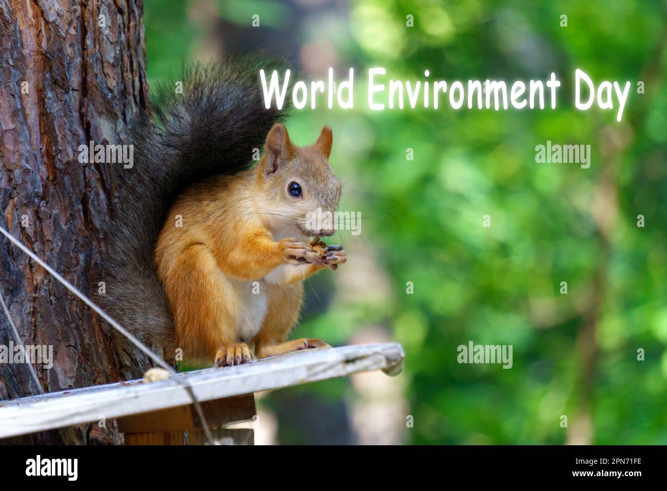 World environment day, portrait squirrel sciurus carolinensis sitting ...