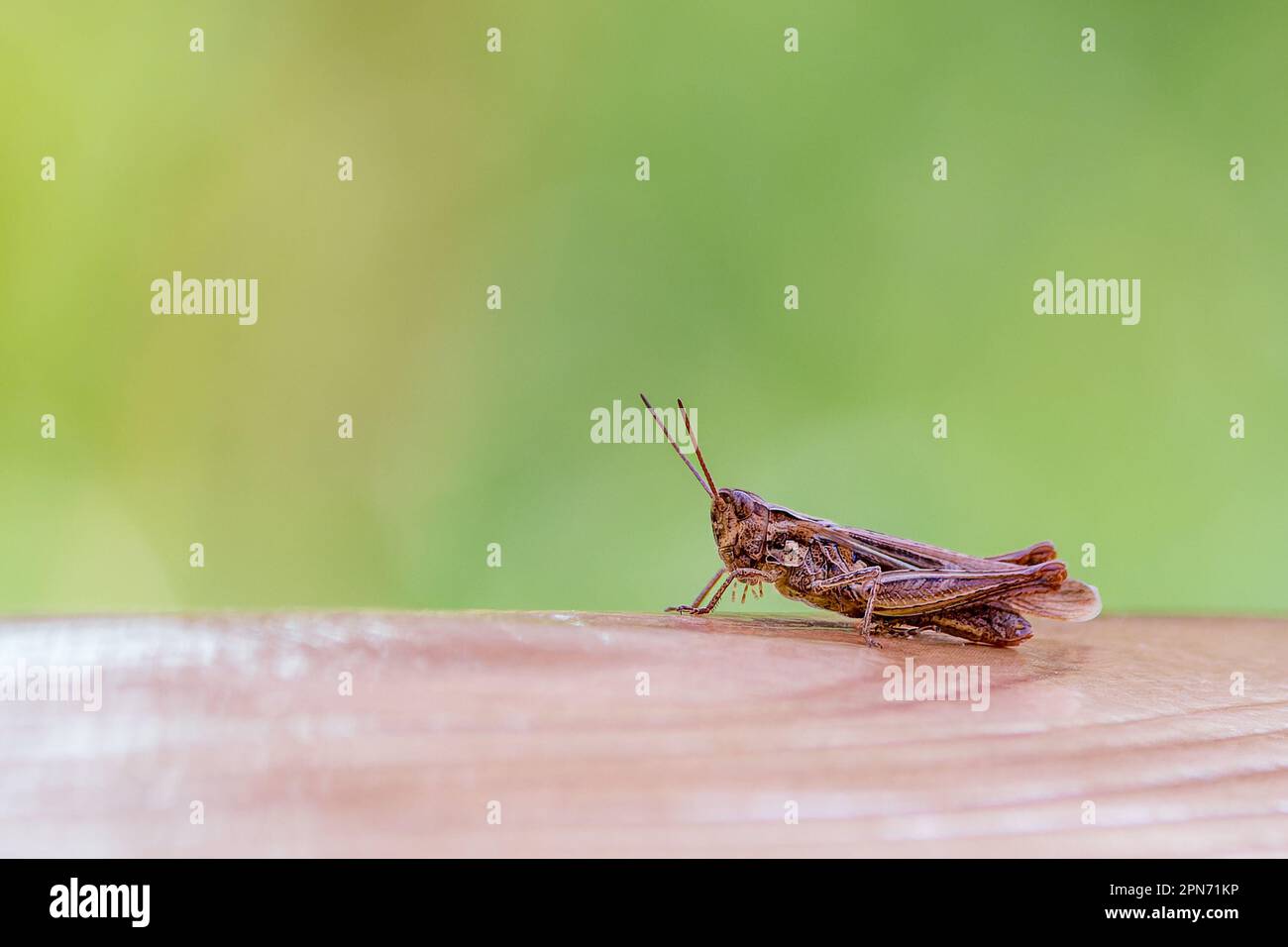 Tettigoniidae commonly called katydids or bush crickets Stock Photo - Alamy