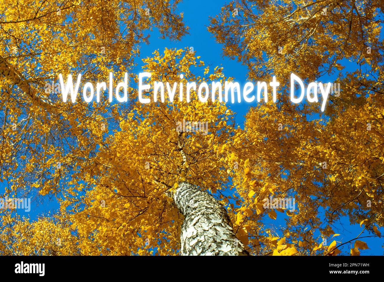 World environment day, Autumn countryside landscape. Forest in the ...