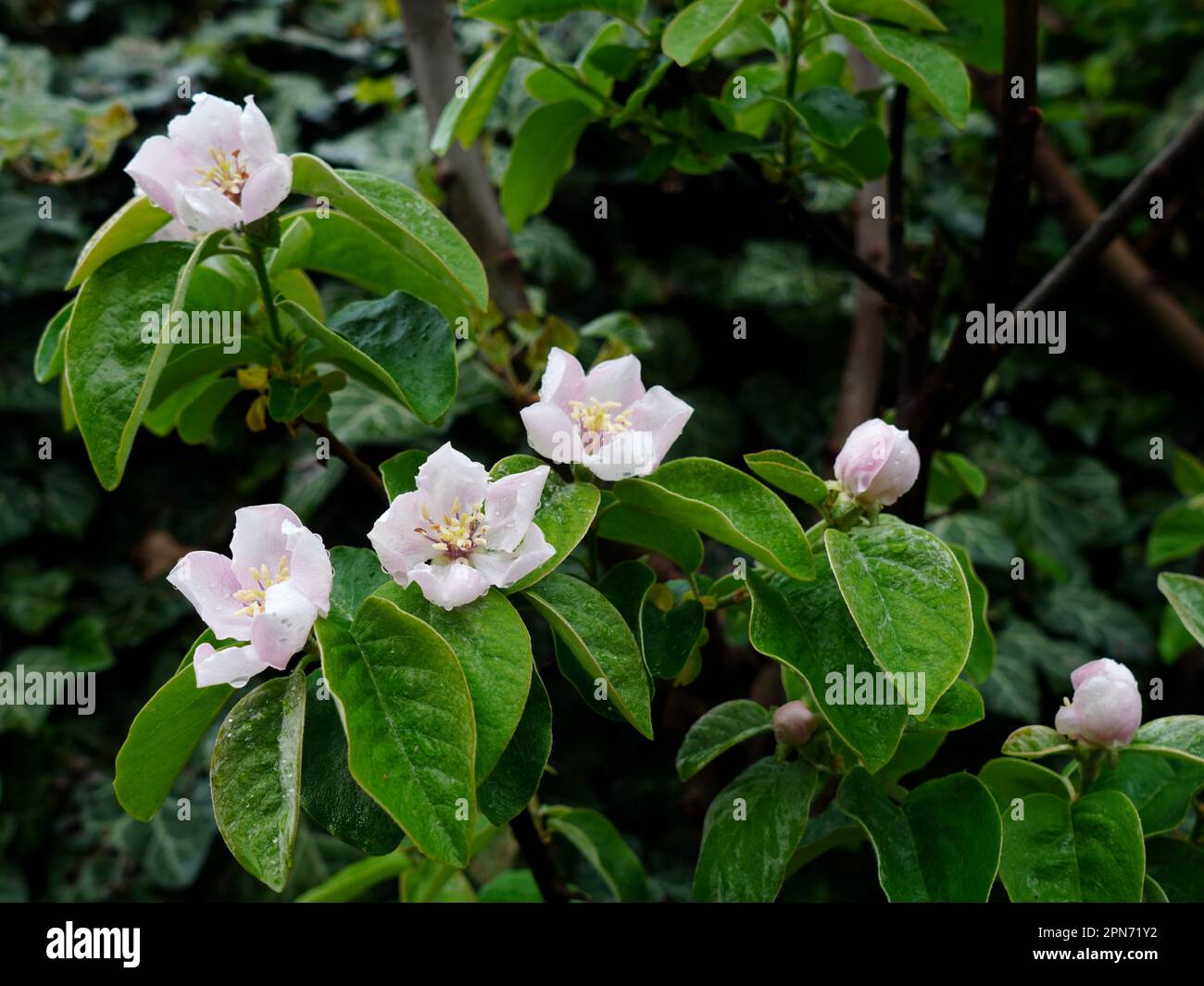 White quince flowers hi-res stock photography and images - Alamy
