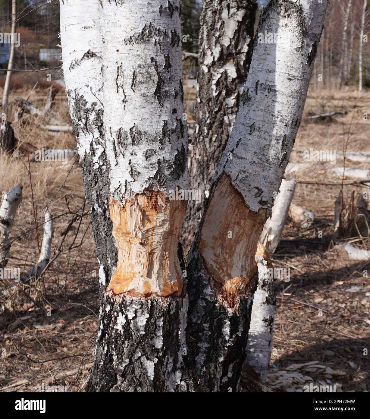 Beaver tracks hi-res stock photography and images - Alamy