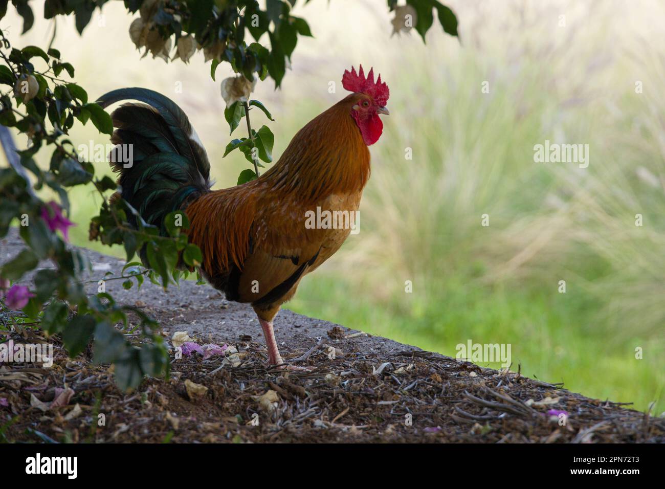 A colorful rooster under a bush Stock Photo - Alamy