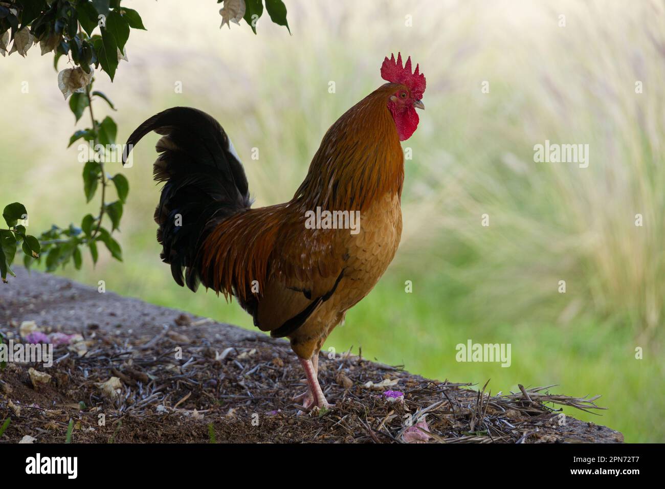 A colorful rooster under a bush Stock Photo - Alamy