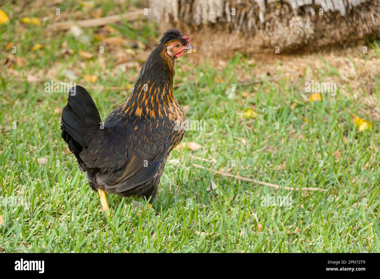 A colorful hen in front of green meadow Stock Photo - Alamy