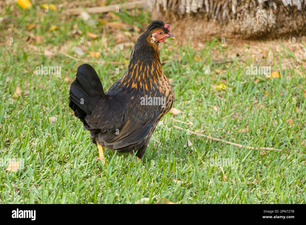A colorful hen in front of green meadow Stock Photo - Alamy