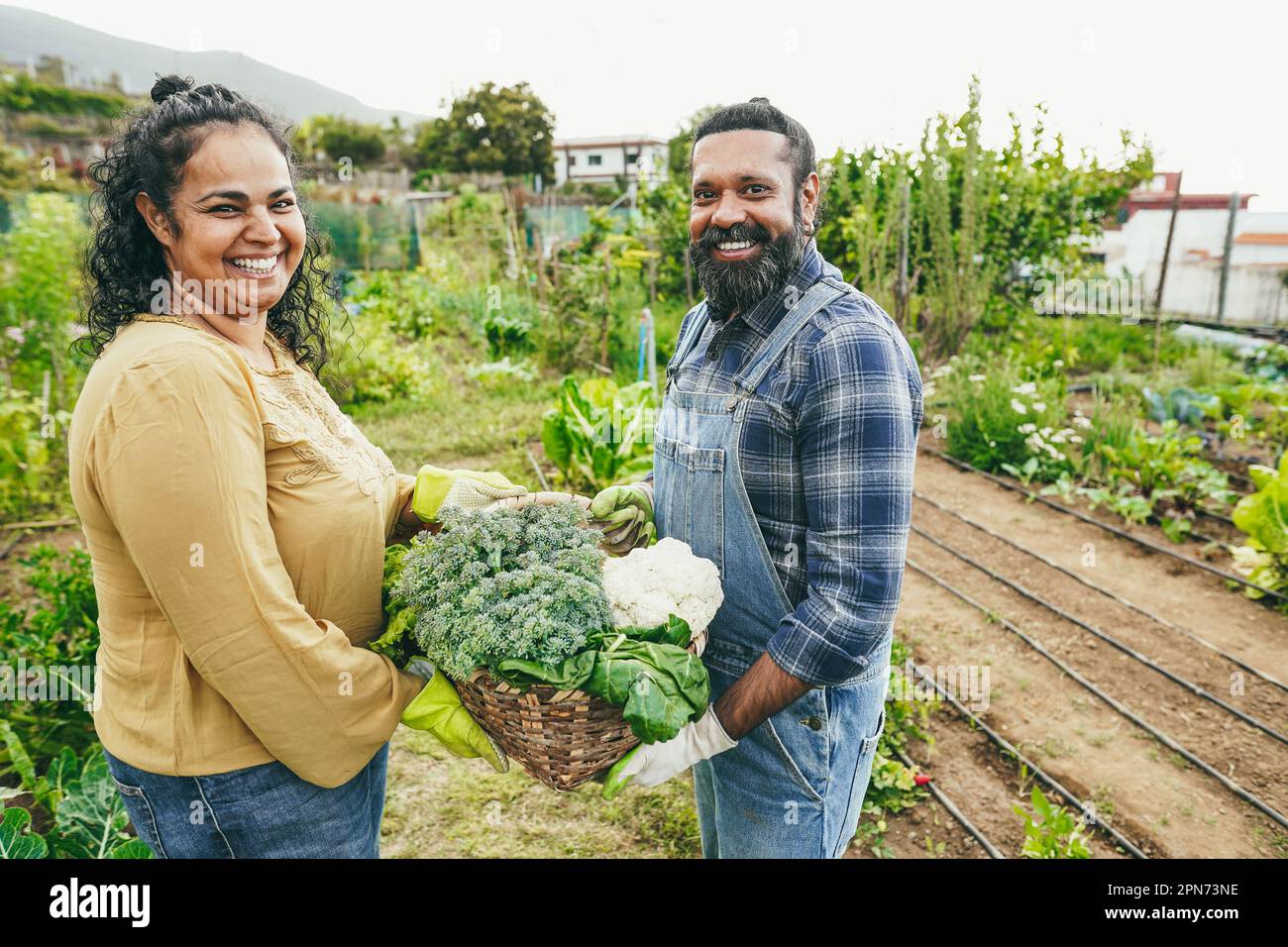 Indian wife and husband picking up organic vegetables from house garden ...