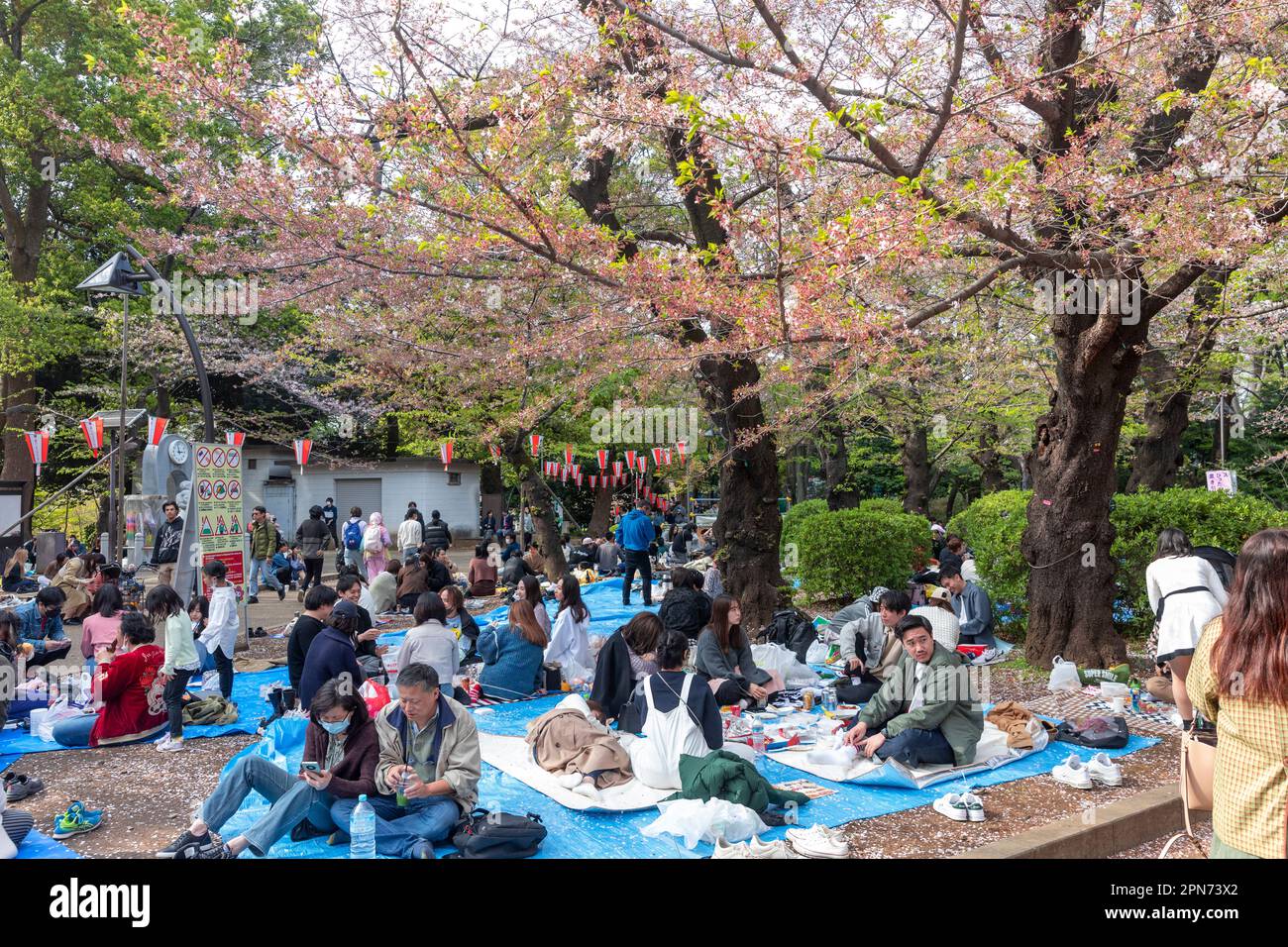 Ueno Park Tokyo April 2023, Japanese people picnic beneath the cherry ...