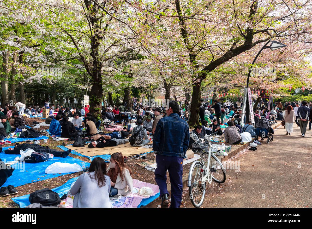 Ueno Park Tokyo April 2023, Japanese people picnic beneath the cherry ...