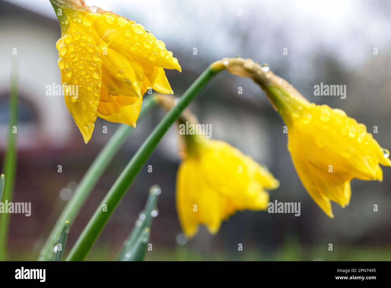 Large raindrops covered a bud of yellow daffodil petals growing in a ...