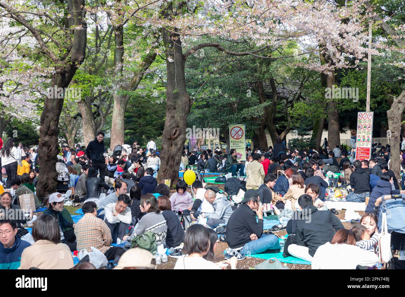 Ueno Park Tokyo April 2023, Japanese people picnic beneath the cherry ...