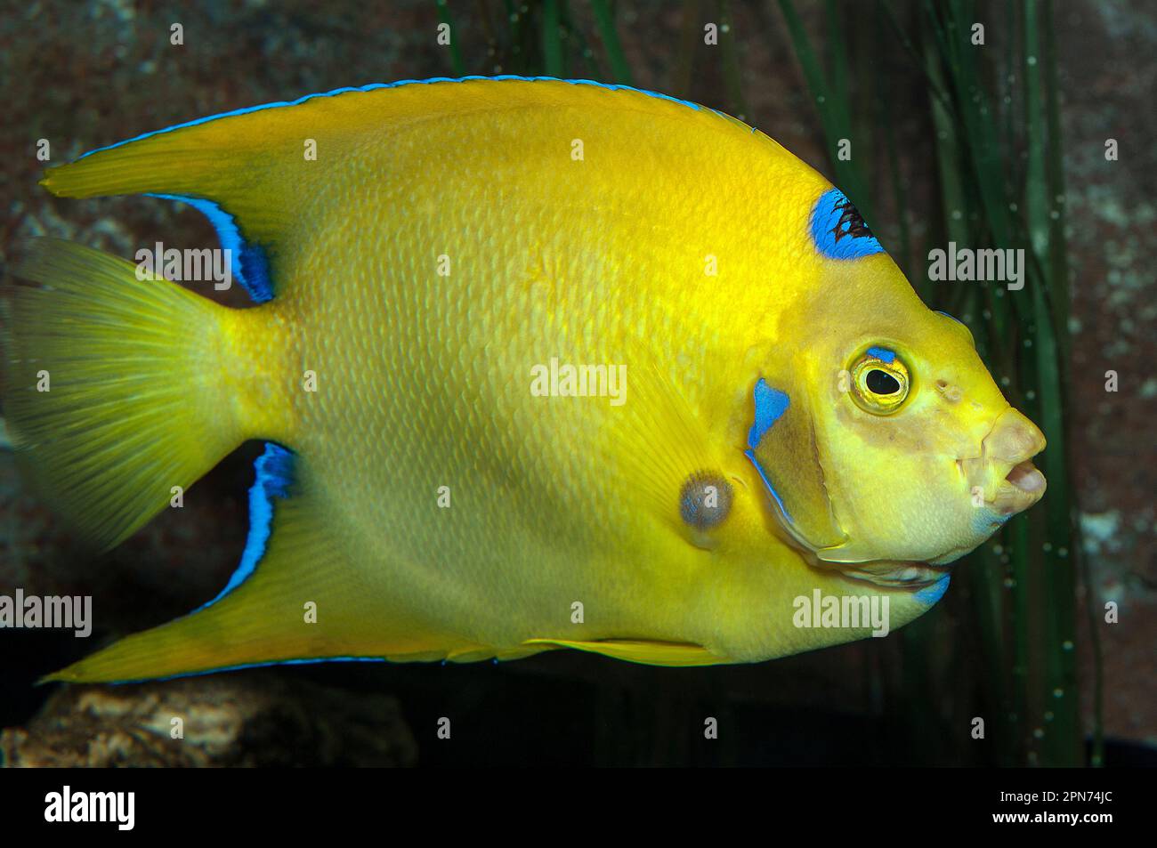 Queen angelfish holacanthus ciliaris hi-res stock photography and ...