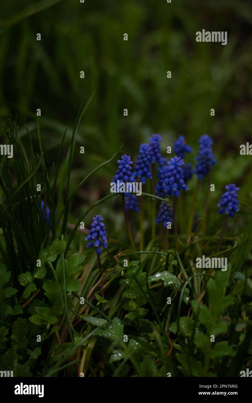 Beautiful view blue flowers hi-res stock photography and images - Alamy