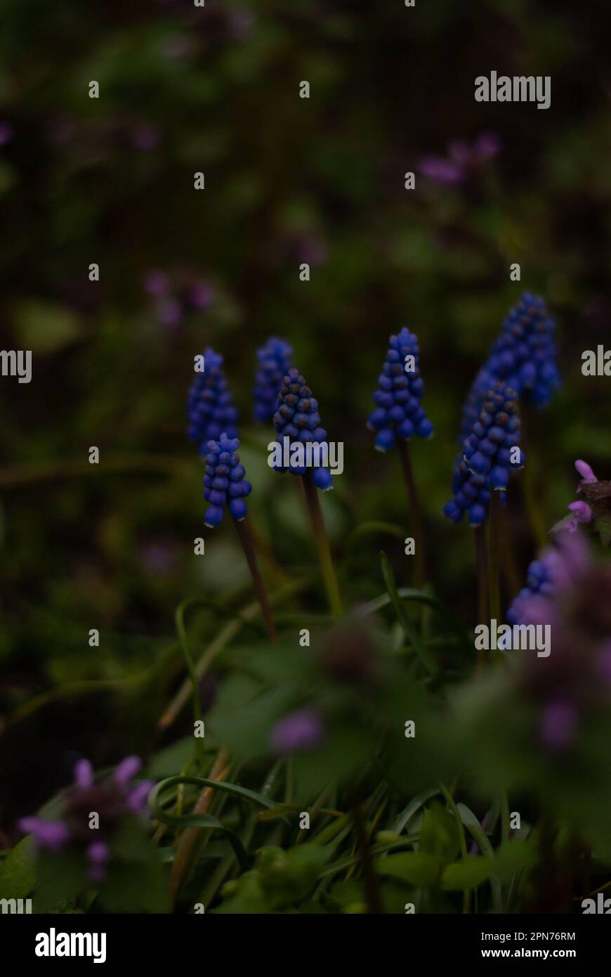 Beautiful view blue flowers hi-res stock photography and images - Alamy
