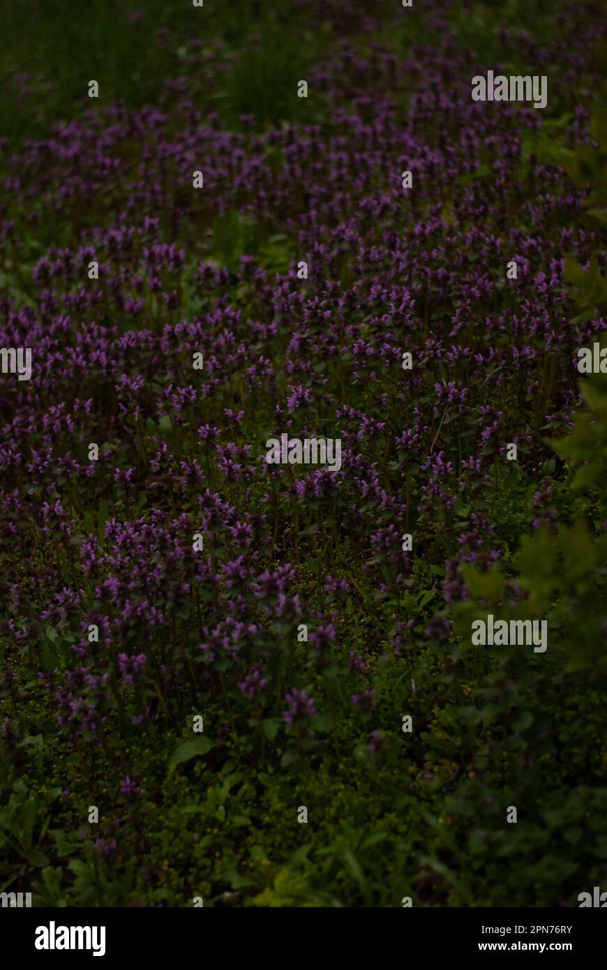 Flowers near road hi-res stock photography and images - Alamy