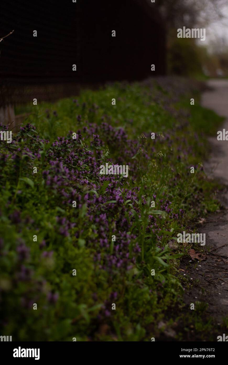 Flowers near road hi-res stock photography and images - Alamy