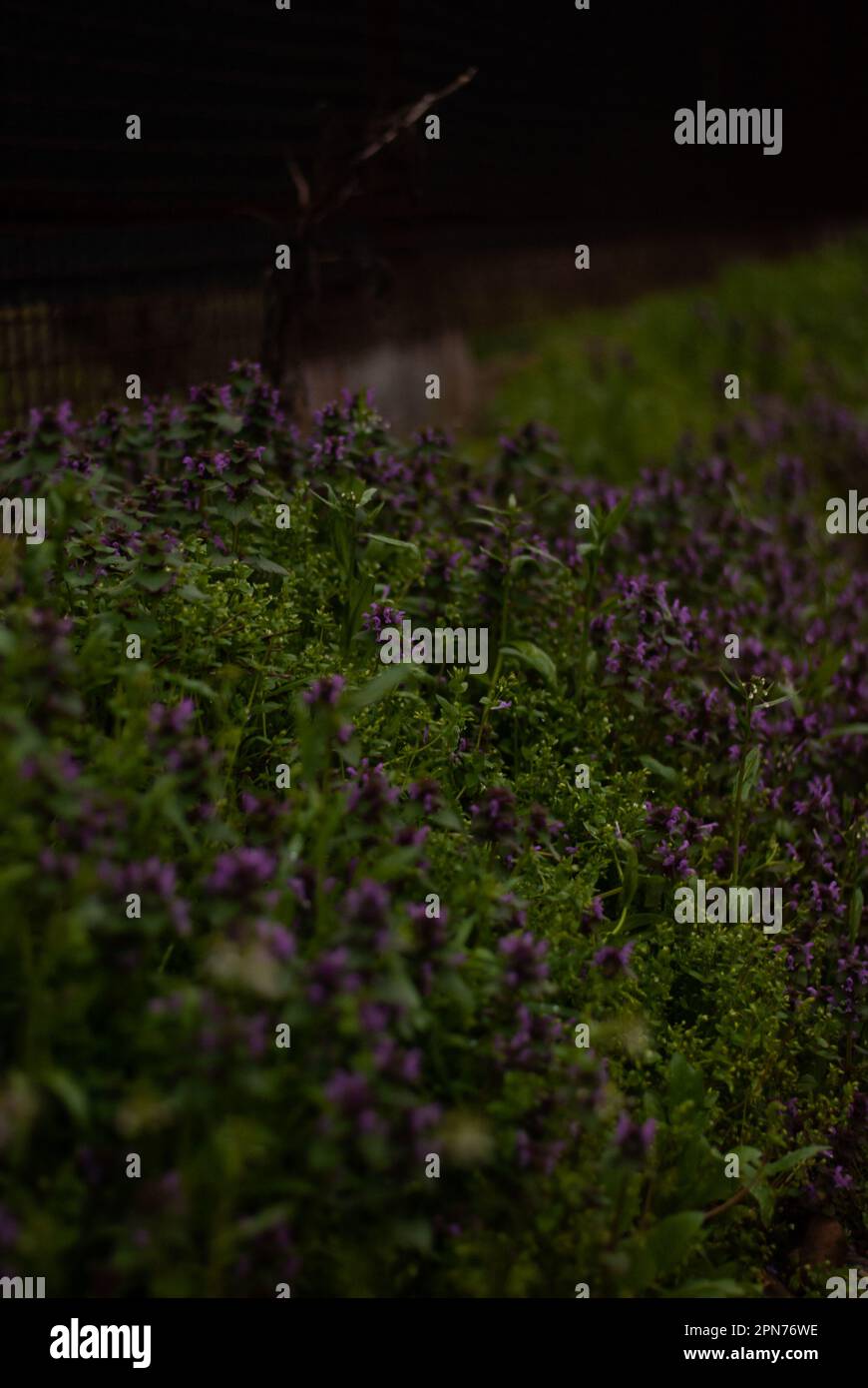Flowers near road hi-res stock photography and images - Alamy