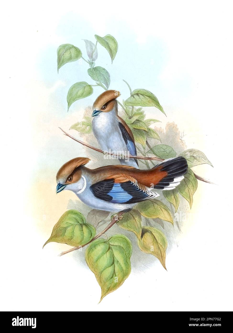 Art deco bird illustrations hi-res stock photography and images - Alamy