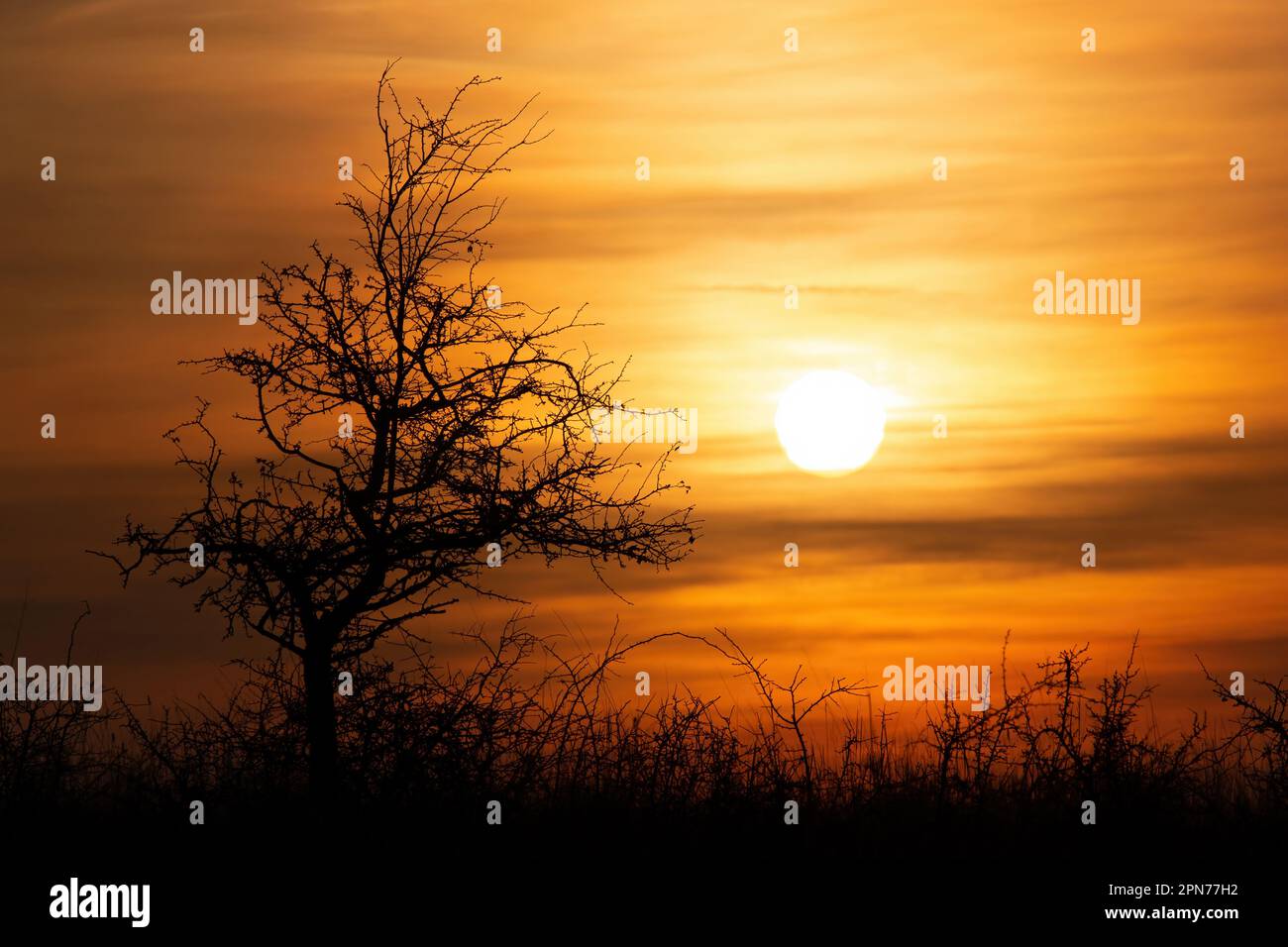 Beautiful sunset landscape with trees Stock Photo - Alamy