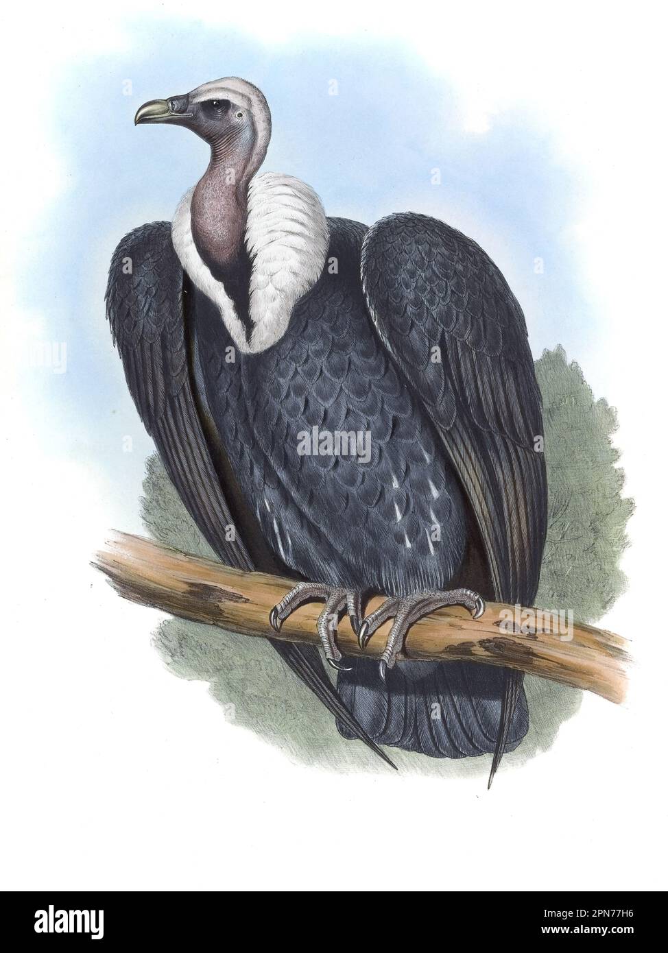 Rare and endangered birds Cut Out Stock Images & Pictures - Alamy