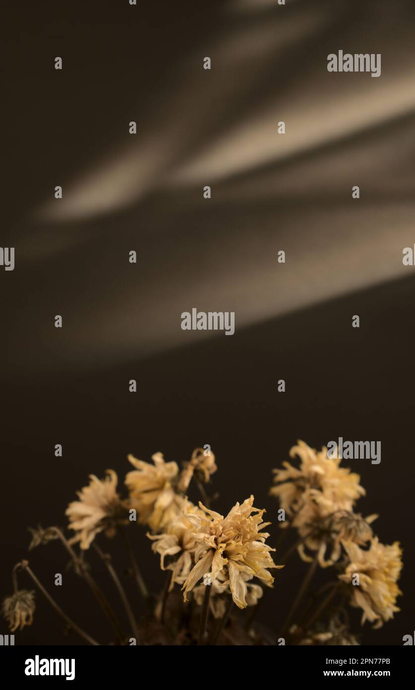 Dry plant flowers botany against natural organic shadow texture ...
