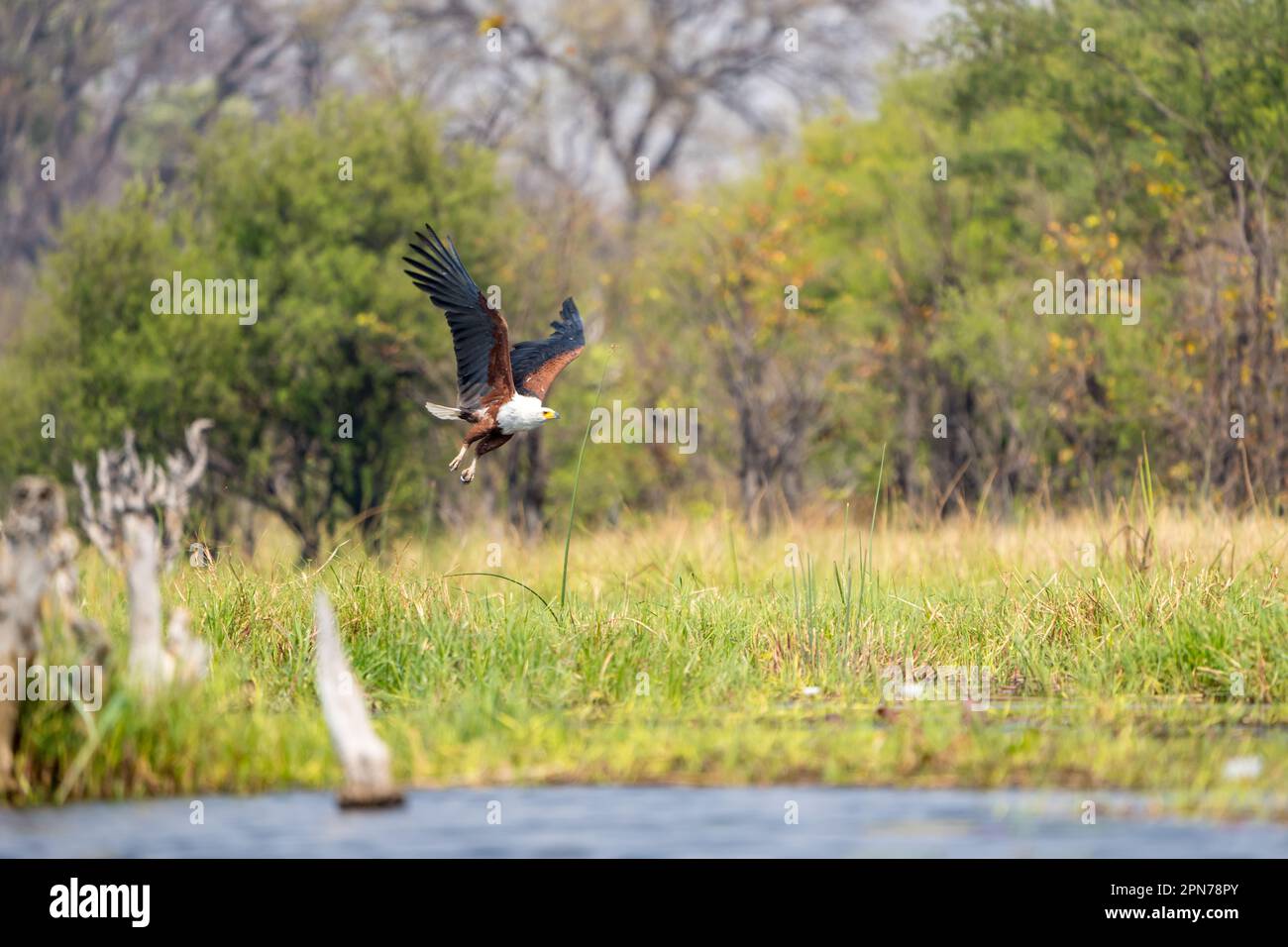 A majestic Fish Eagle soaring through the sky with its long and elegant ...