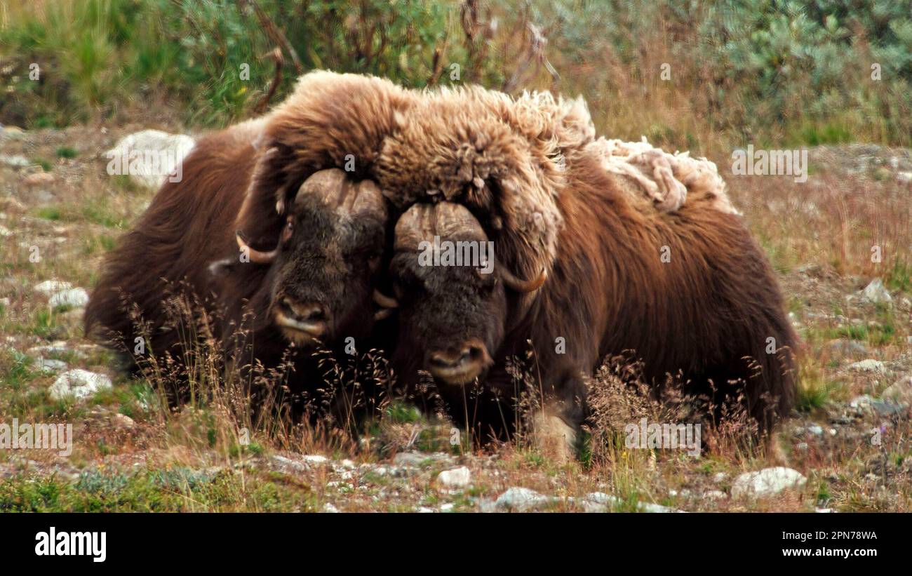 NORDIC WILD (2011), directed by TANIA DORRITY. Credit: National ...