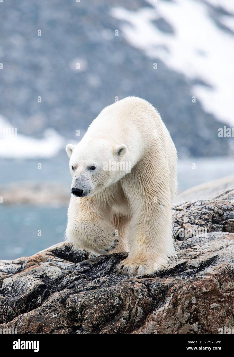 NORDIC WILD (2011), directed by TANIA DORRITY. Credit: National ...
