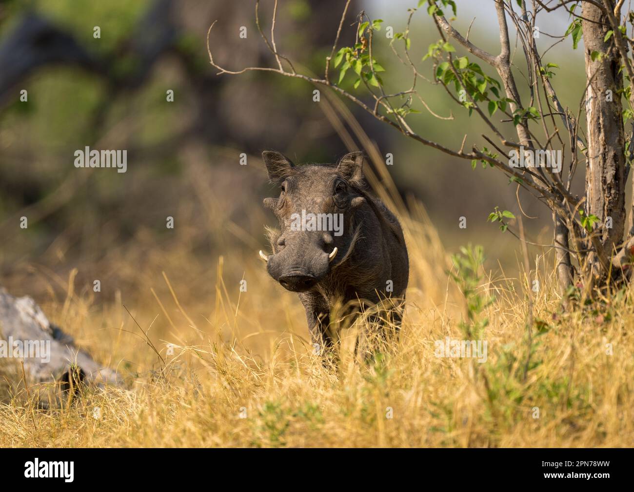 An adult Common warthog ambles across a sun-soaked savannah, its path ...