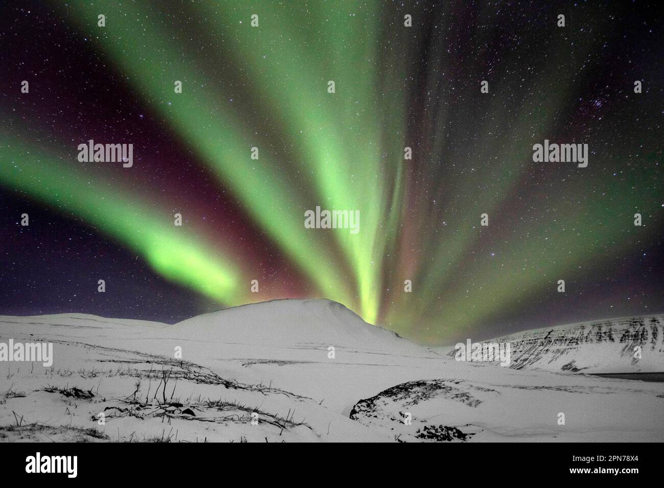 NORDIC WILD (2011), directed by TANIA DORRITY. Credit: National ...