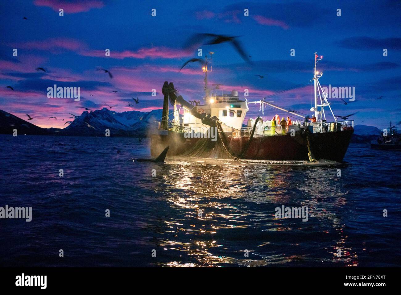 NORDIC WILD (2011), directed by TANIA DORRITY. Credit: National ...