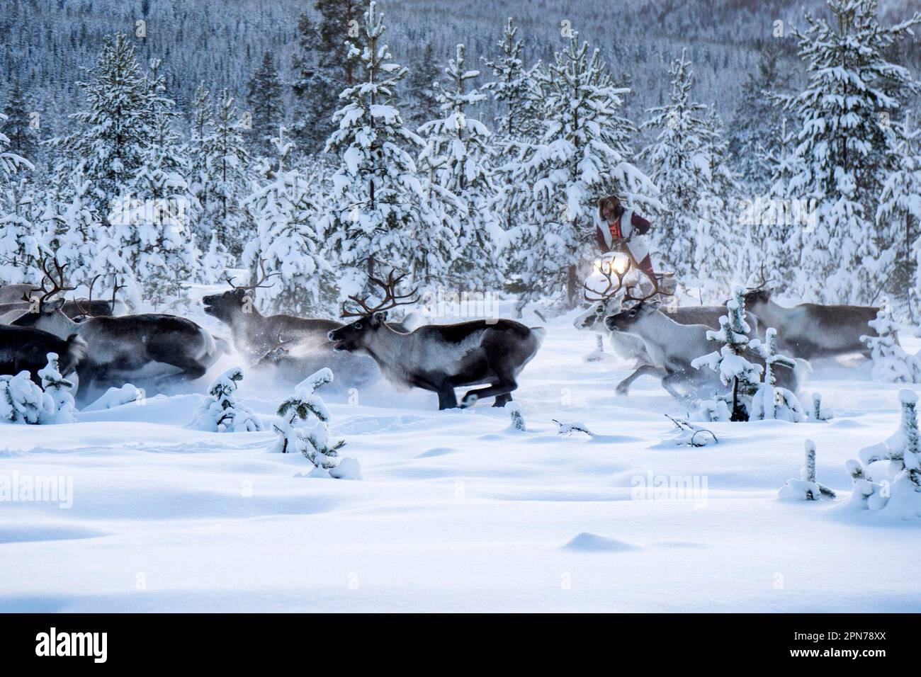 NORDIC WILD (2011), directed by TANIA DORRITY. Credit: National ...