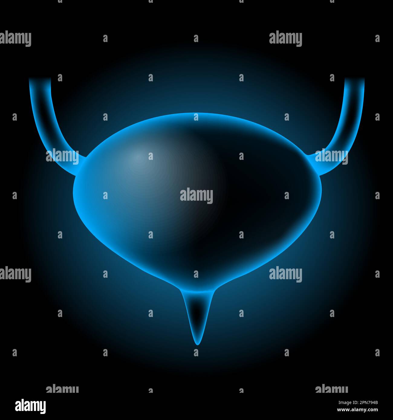 blue realistic bladder. Bladder with glowing effect on dark background ...