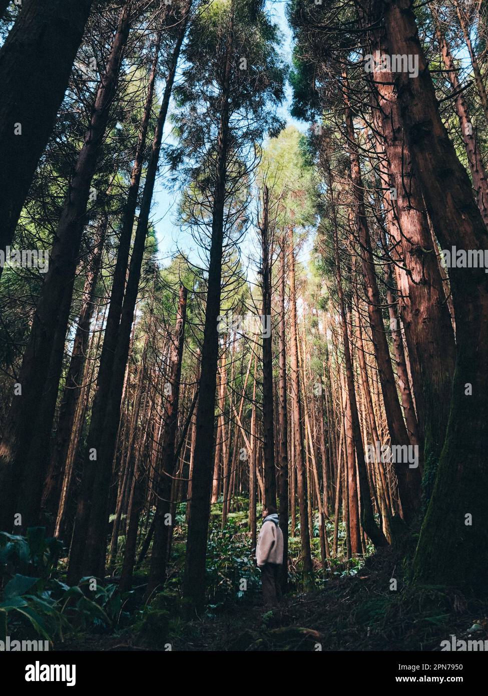 Azores during February 2022 Stock Photo - Alamy