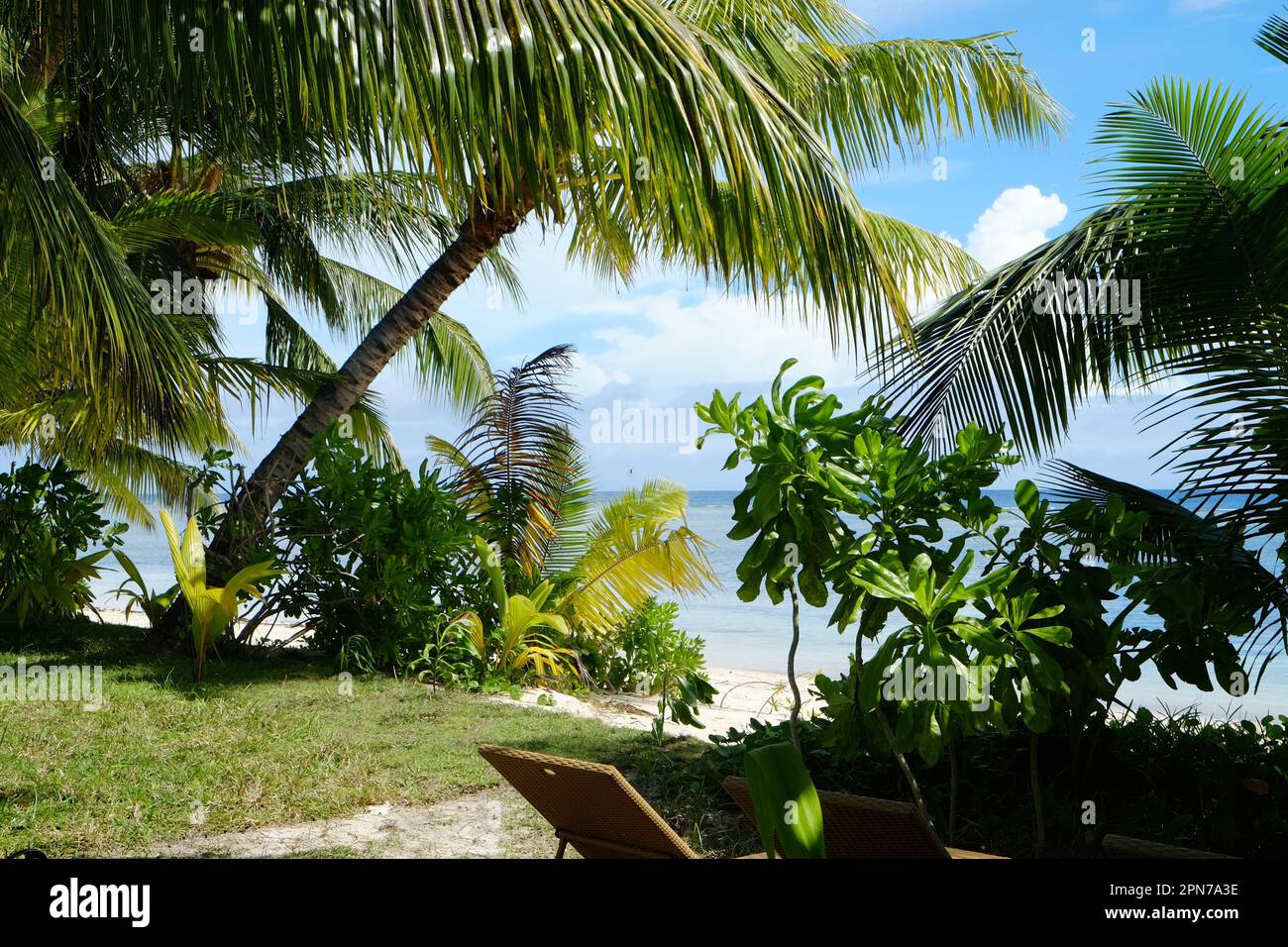 The sunbeds and tropical trees near the ocean Stock Photo - Alamy